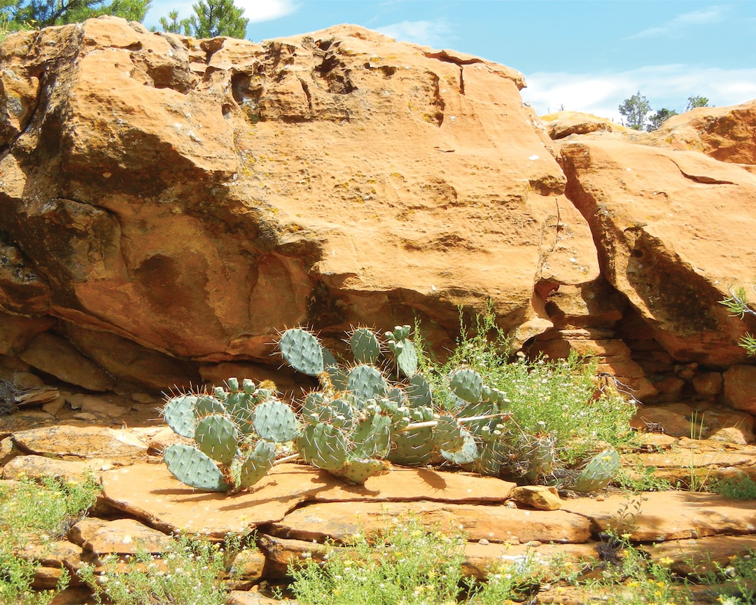 Desert Cactus Terrarium Background, Waterproof Vinyl (30x12x12) - Etsy