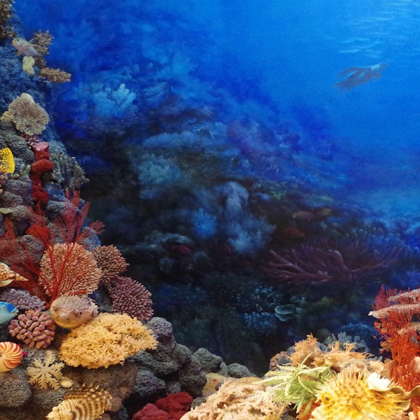 Fish Tank Background - Etsy