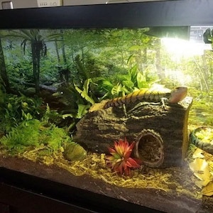 50 Gallon Glass Tank Rainforest Background Petbackdrops - Reusable ...