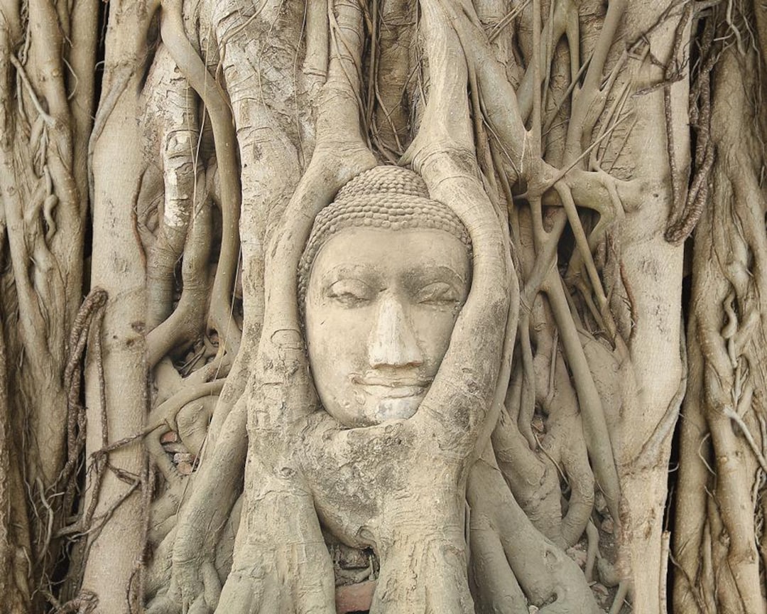 Buddha Roots Background - Petbackdrops - Roots - Terrarium Background ...