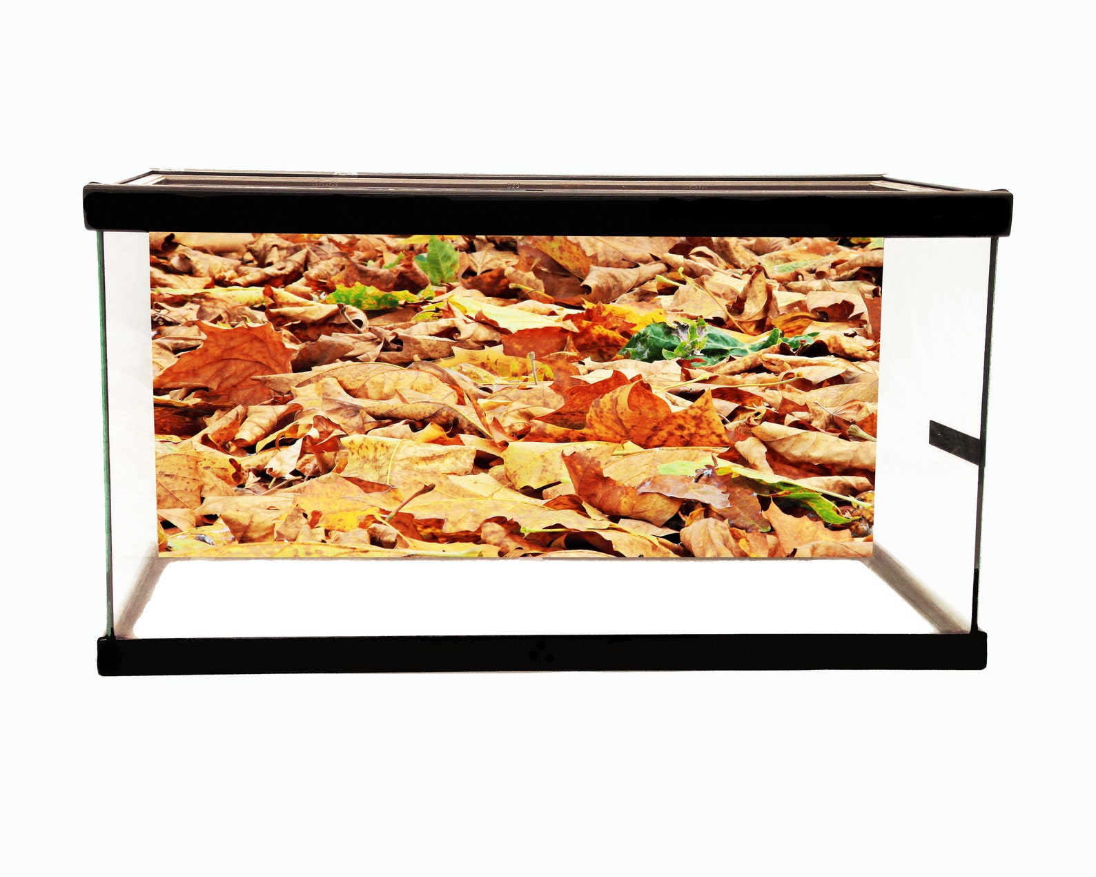 Leaves Background Petbackdrops Terrarium Background Reusable - Etsy