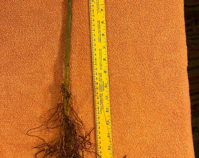 3/8 Inch M111 Apple Rootstock – Semi-dwarfing, Cold Hardy, Bare Root – Ideal for Grafting - Etsy