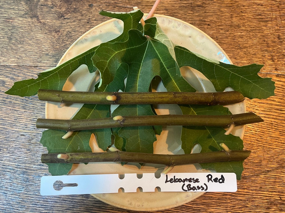 3- Lebanese Red (bass) Fig Unrooted Cuttings (additional Items Ship ...