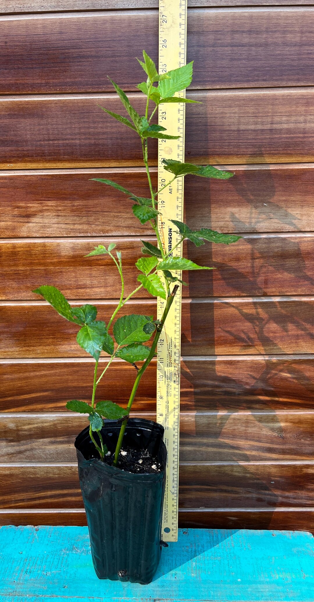 Apache Thornless Blackberry Plant – Live Fruit Bush, Zones 6-9 - Etsy