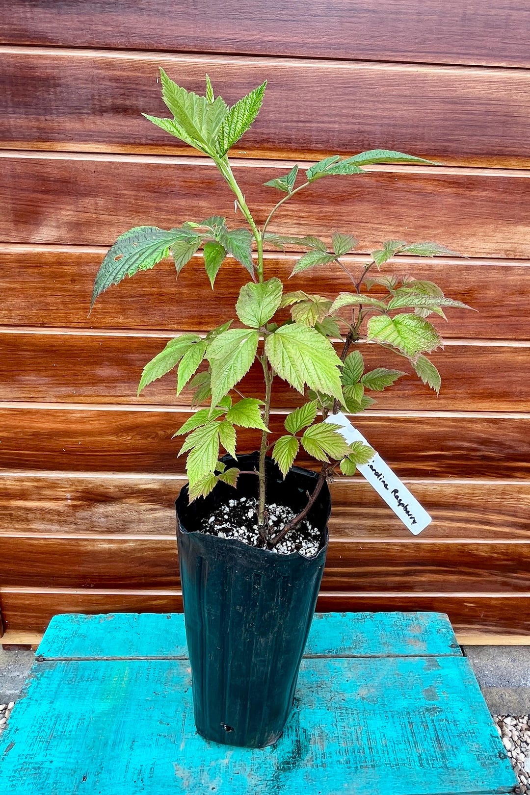 Caroline Red Raspberry Plant – Everbearing, Sweet, Hardy - Etsy