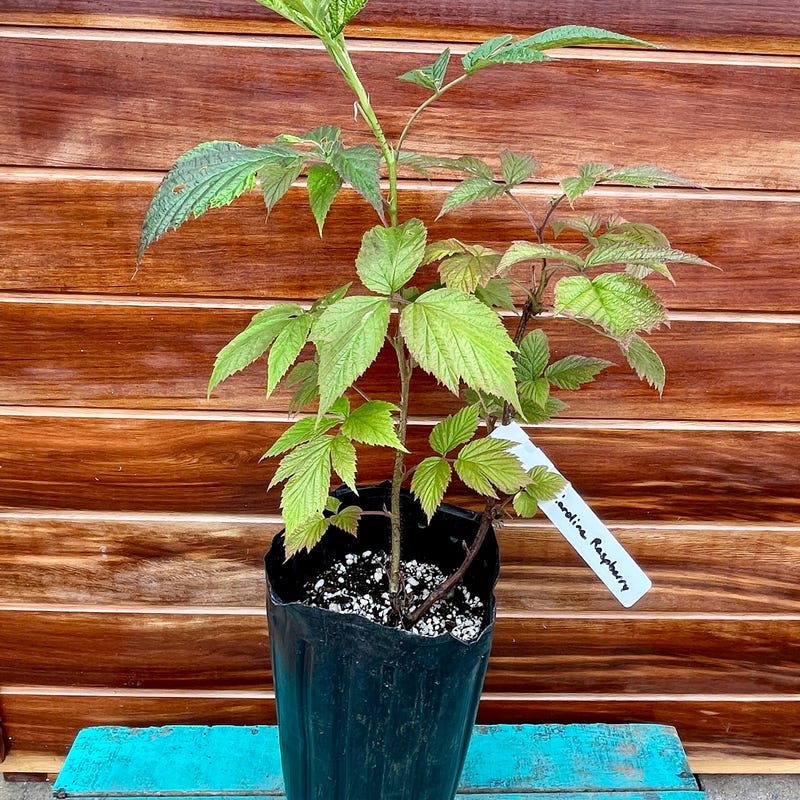 Raspberry Plant - Etsy