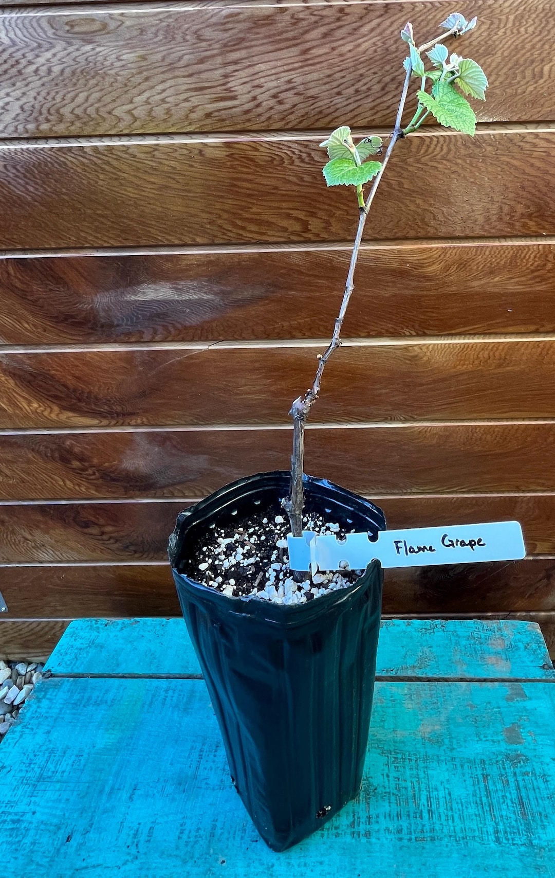 Flame Red Seedless Grape Vine – Live Plant for Backyard Growing, Sweet ...