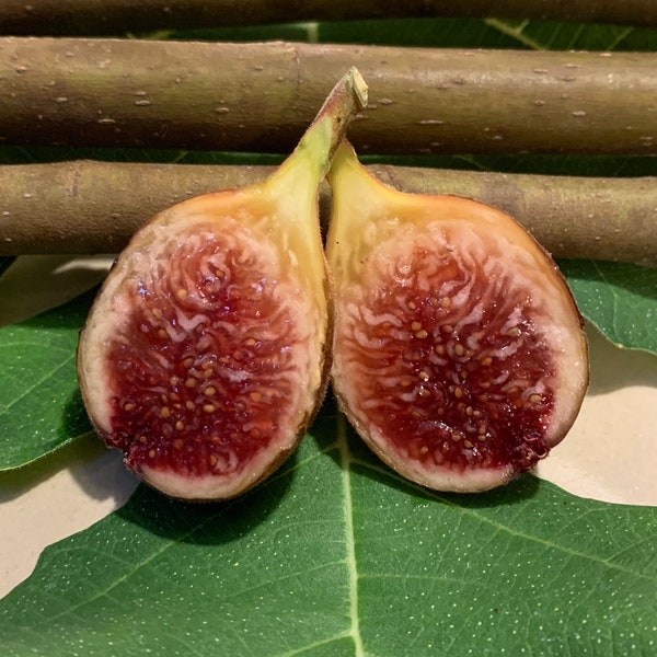 Fig Cuttings - Etsy