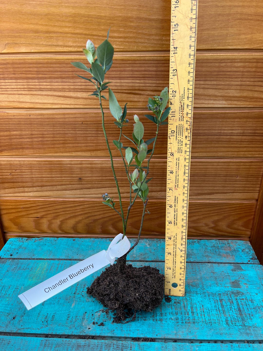 Chandler Blueberry Plant – Largest Berry Variety – Live Fruit Bush for ...