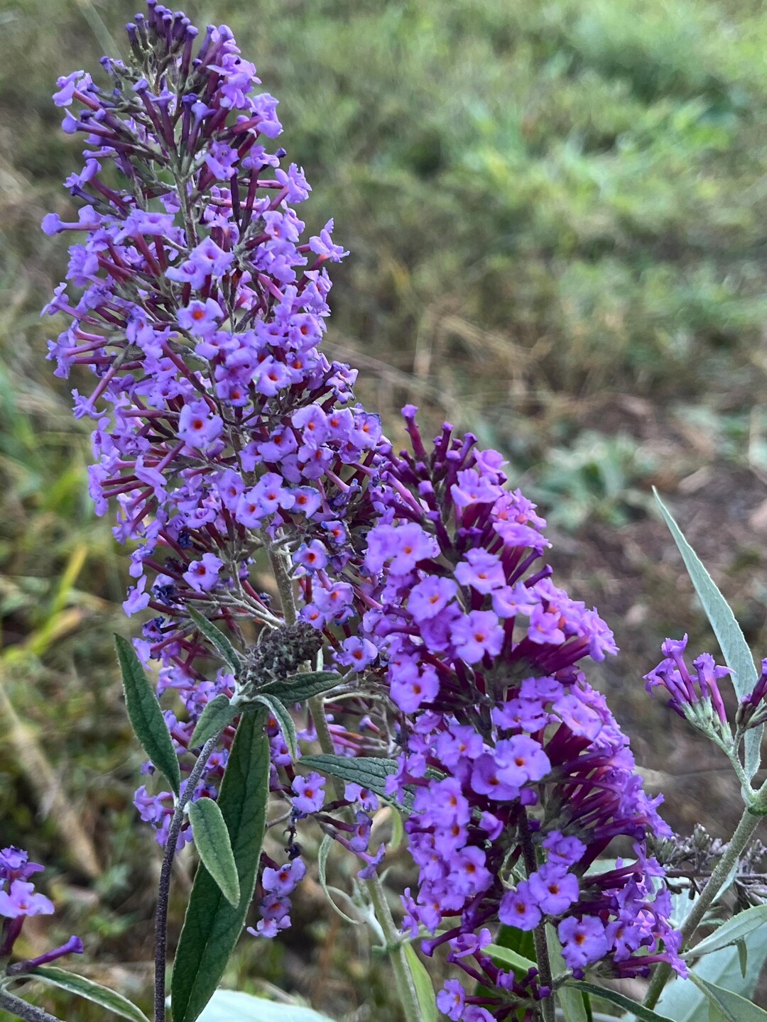 Buddleja Davidii (butterfly Bush) – 10 Dormant Unrooted Cuttings Ready ...