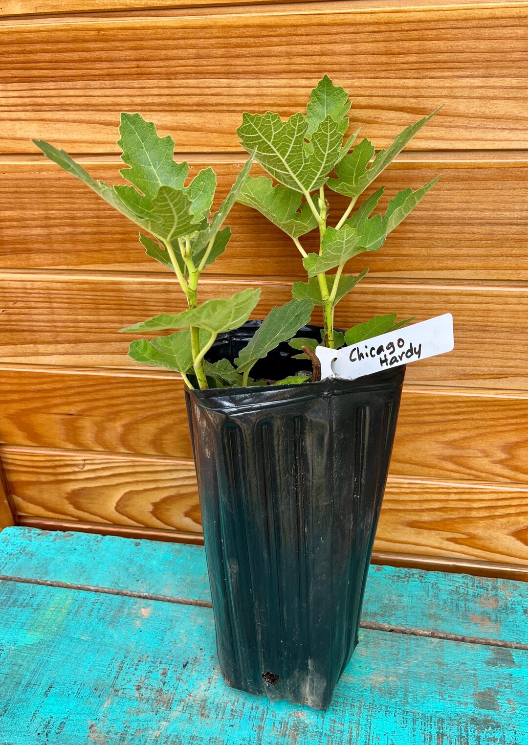 Chicago Hardy Fig Tree – Live Cold Hardy Fruit Tree | Sweet Figs | Self ...