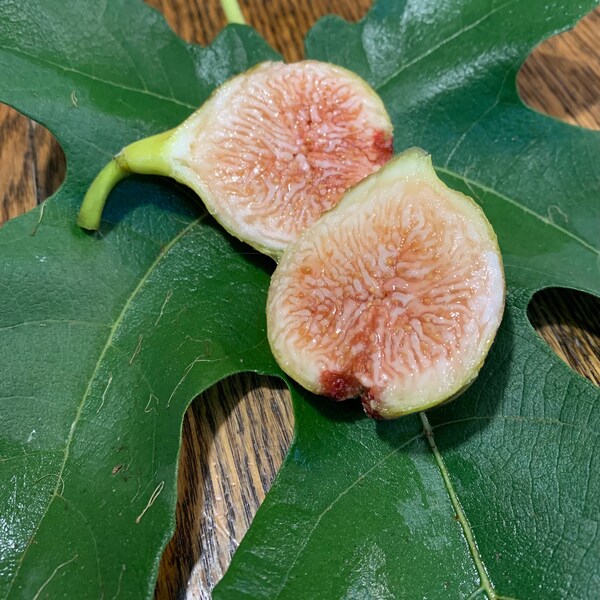 Italian Honey Fig Tree - Etsy