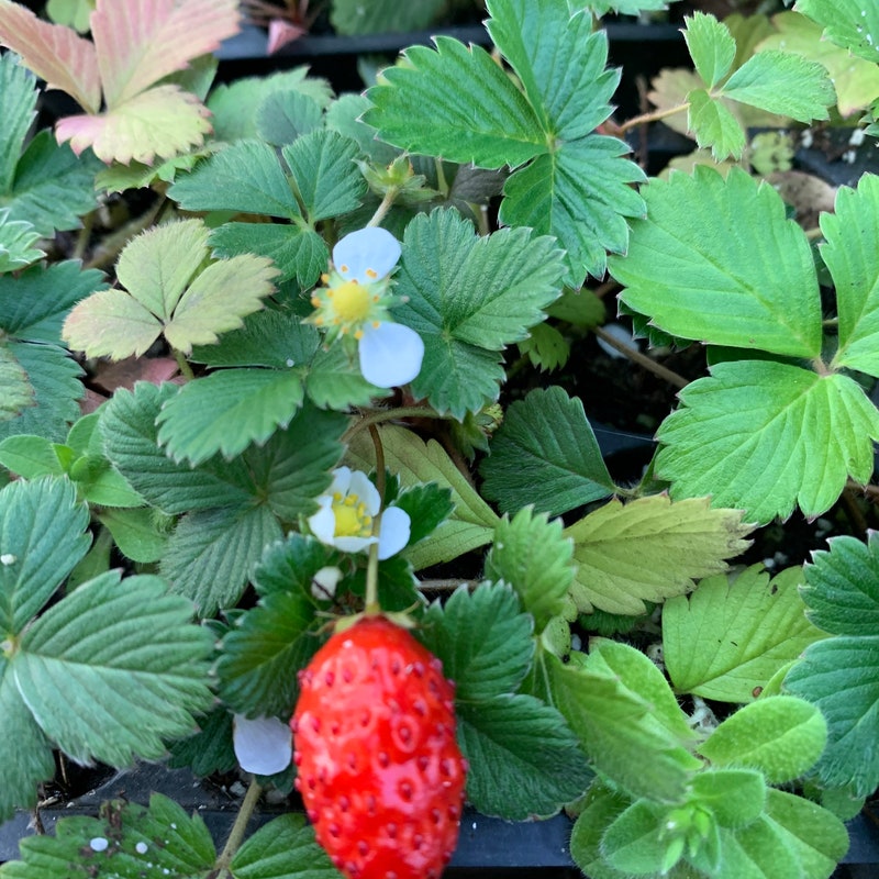 Alpine Strawberry - Etsy