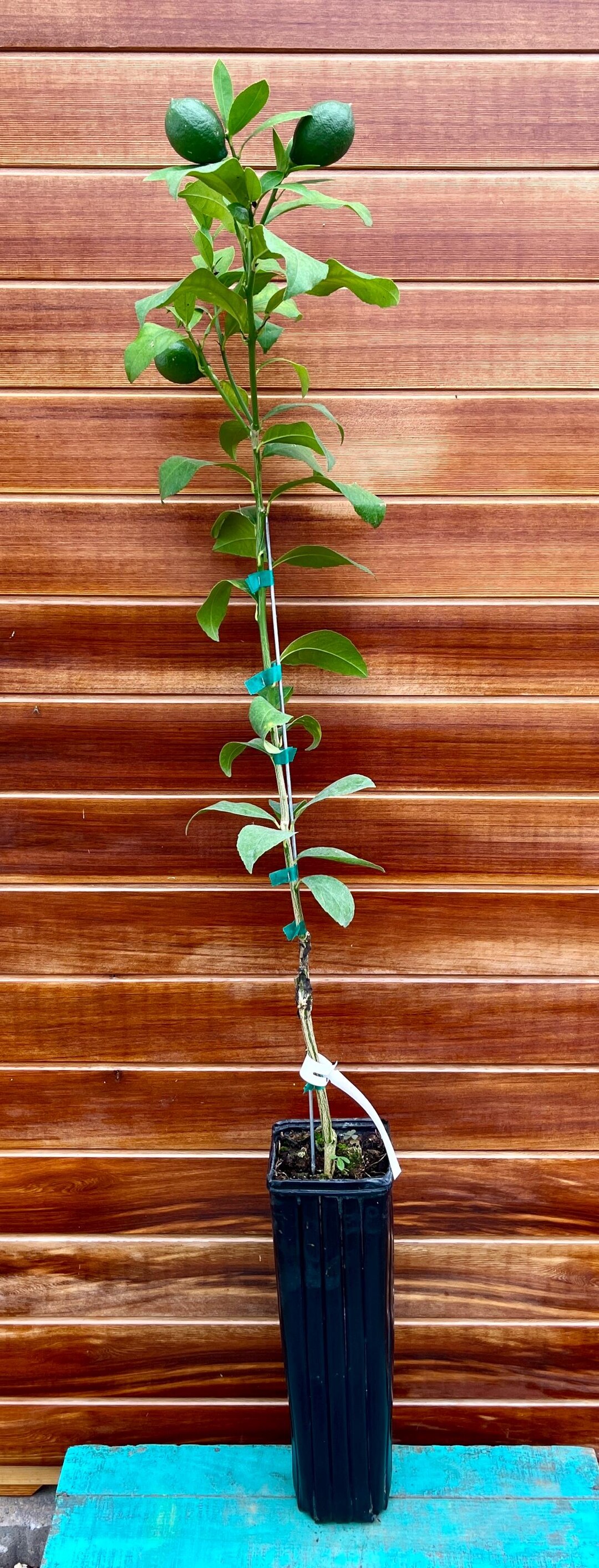 Meyer Lemon Tree (improved) – Cold Hardy, Sweet & Tangy Fruit, Live ...
