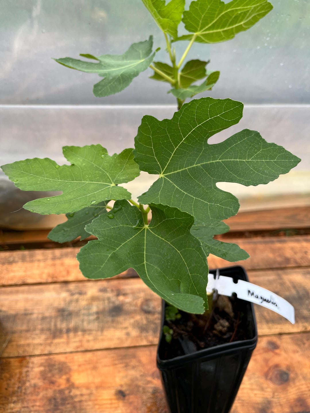 Magnolia Fig Tree – Cold Hardy, Sweet Fruit, Fast Growing – Live Edible ...