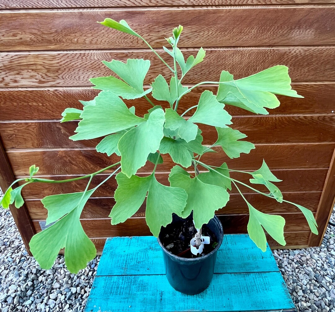 Ginkgo Biloba Seedling Tree – Slow Growing, Unique Foliage, Live Plant ...
