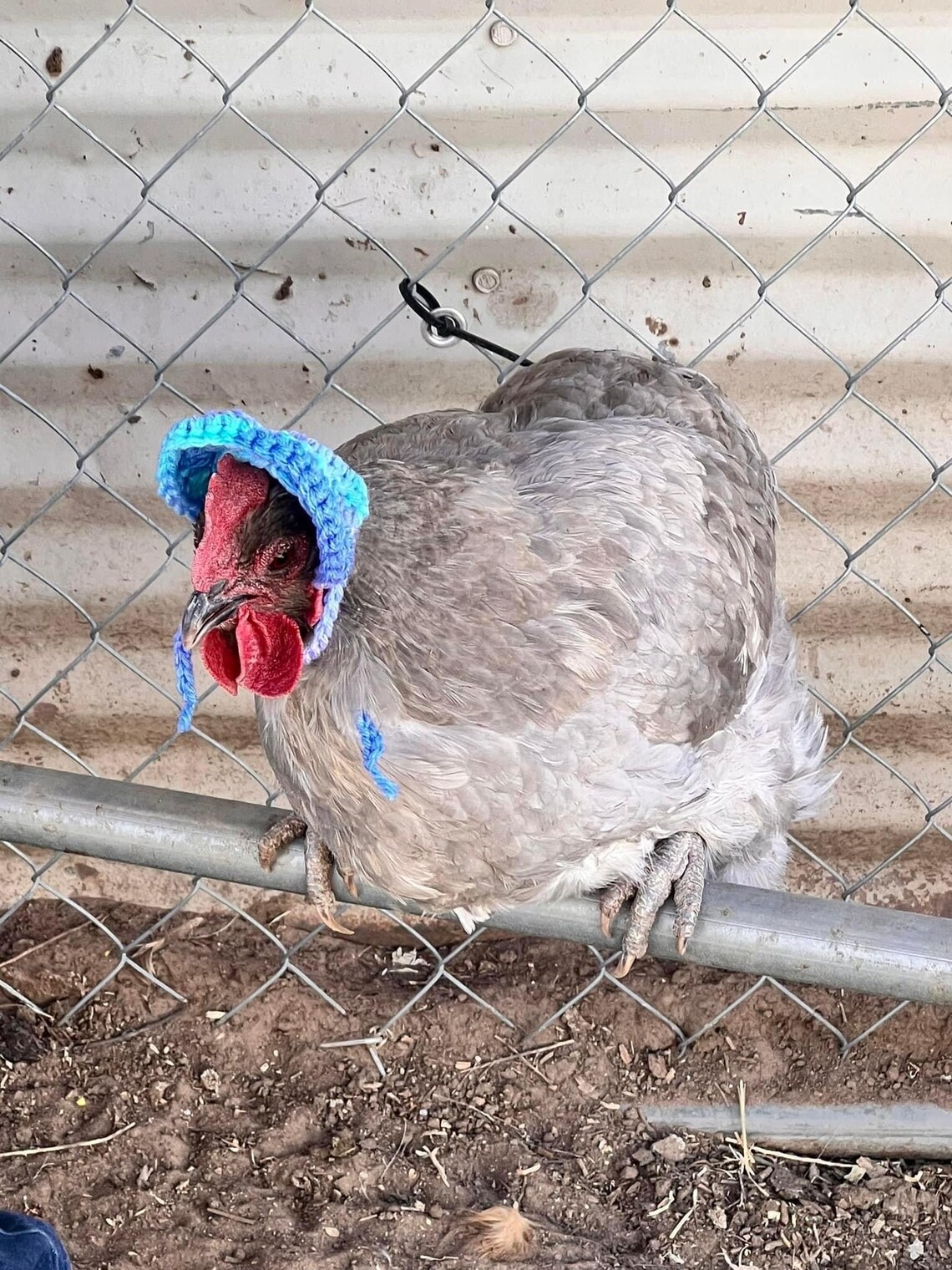 Made to Order: Crochet Chicken Bonnet - Hat - Banty - Small Chicken ...