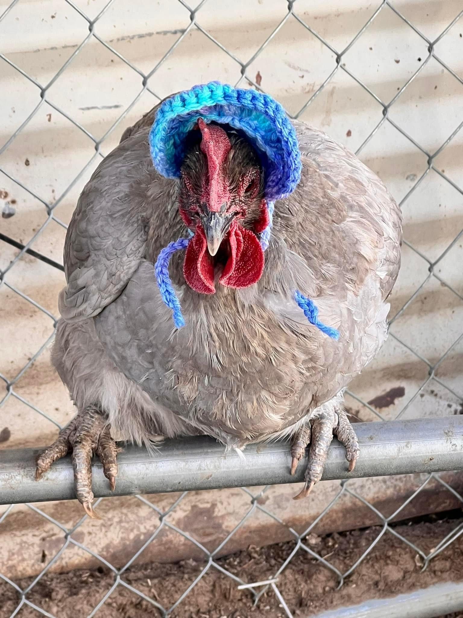 Made to Order: Crochet Chicken Bonnet - Hat - Banty - Small Chicken ...