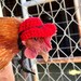 Made to Order: Crochet Chicken Bonnet - Hat - Banty - Small Chicken ...