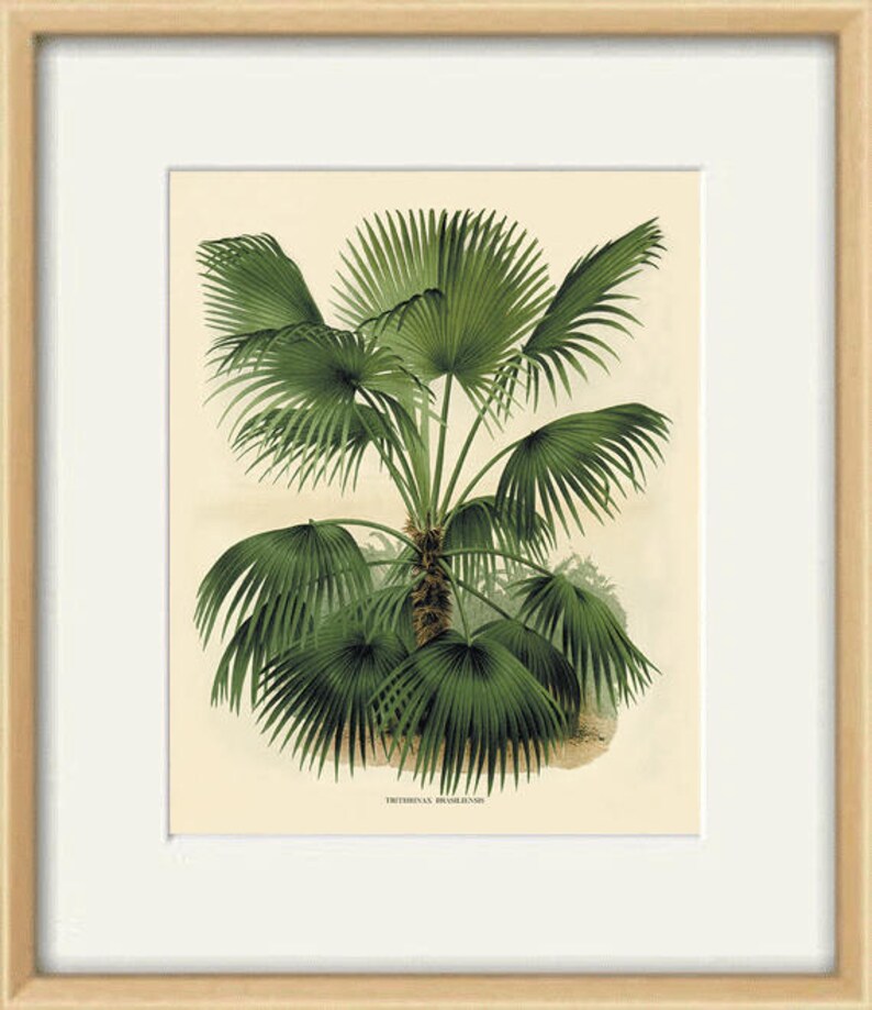 Palm tree art print antique Botanical Art Prints Home Decor | Etsy