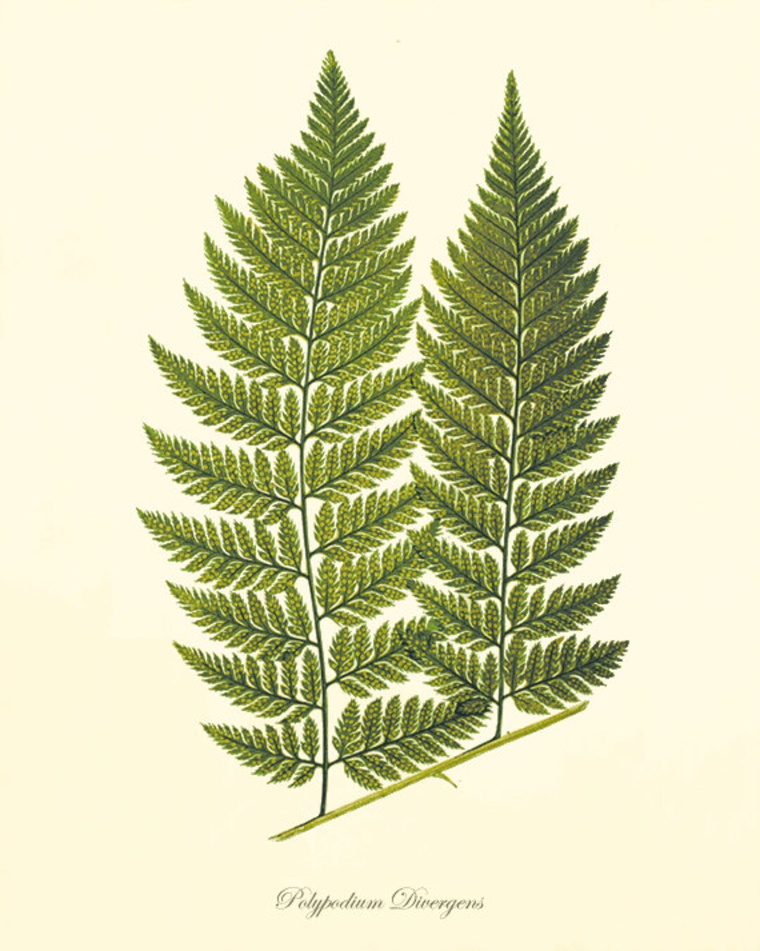 Antique Fern Art Print Vintage Botanical Art Prints Home Decor Wall Art ...