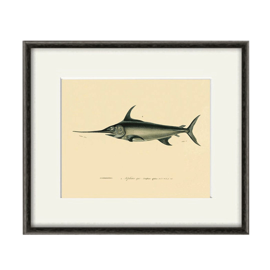 Swordfish Marlin Fish Art Print Vintage Nautical Art Print Sea Art ...