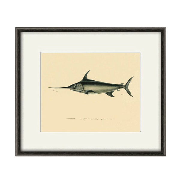 Antique Fish Print - Etsy