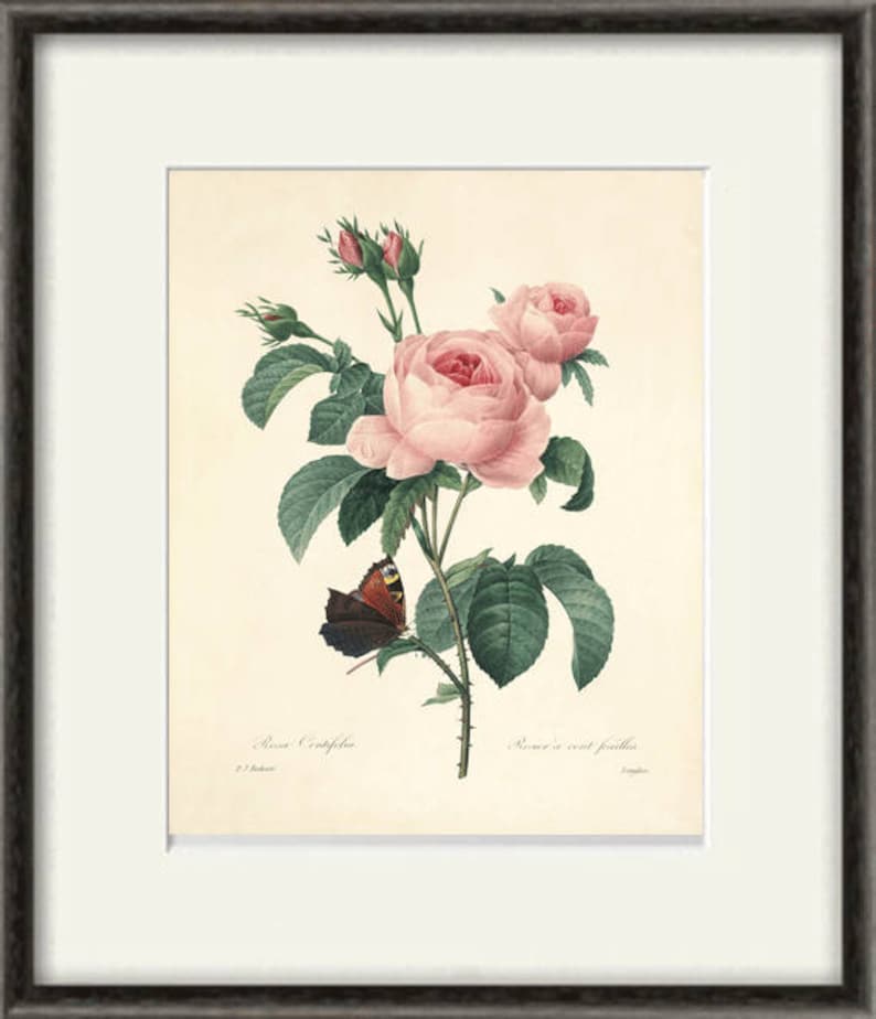 Rose Art Print Poster Antique Prints Botanical Art Prints Home - Etsy