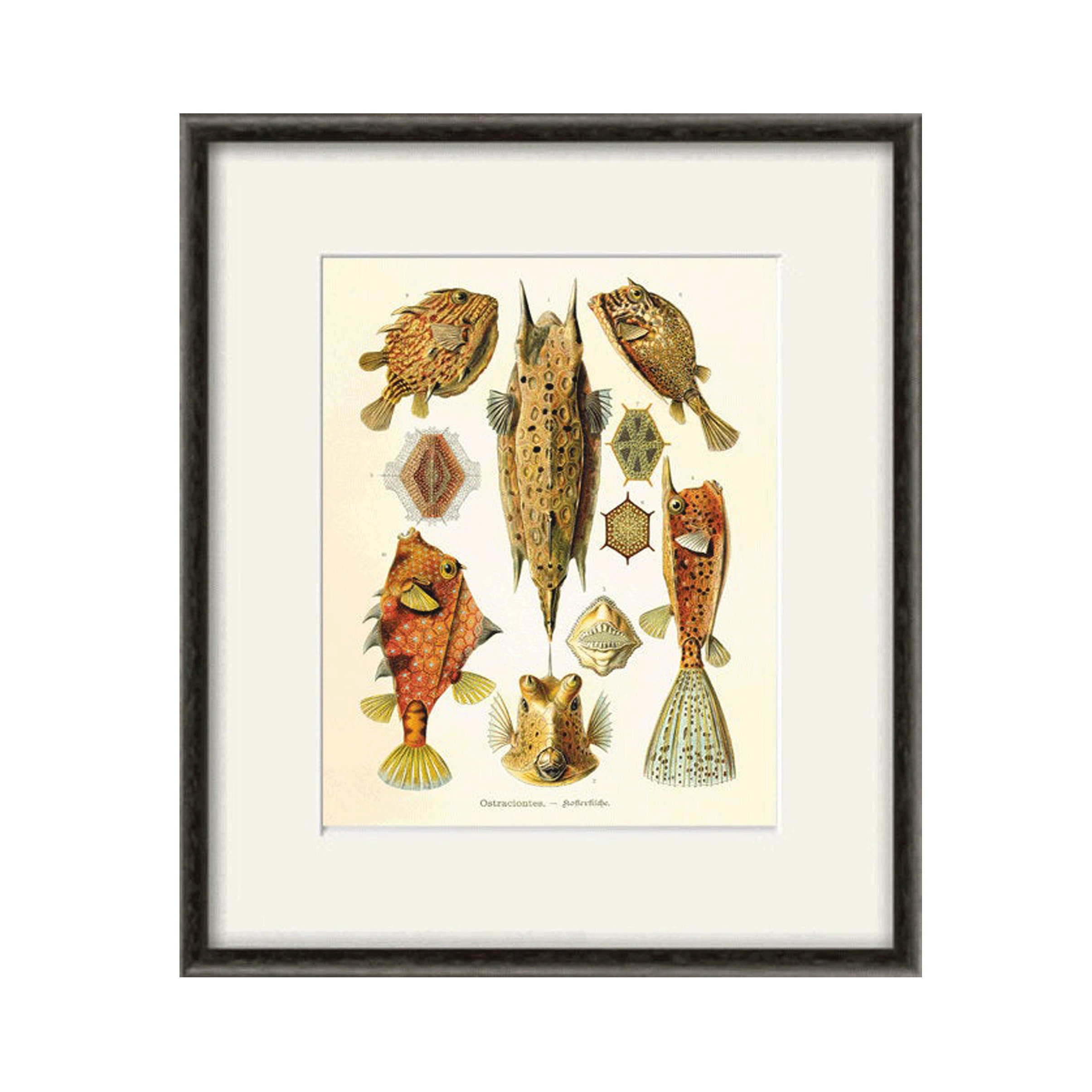 Antique Fish art vintage nautical print Ocean art Sea beach | Etsy