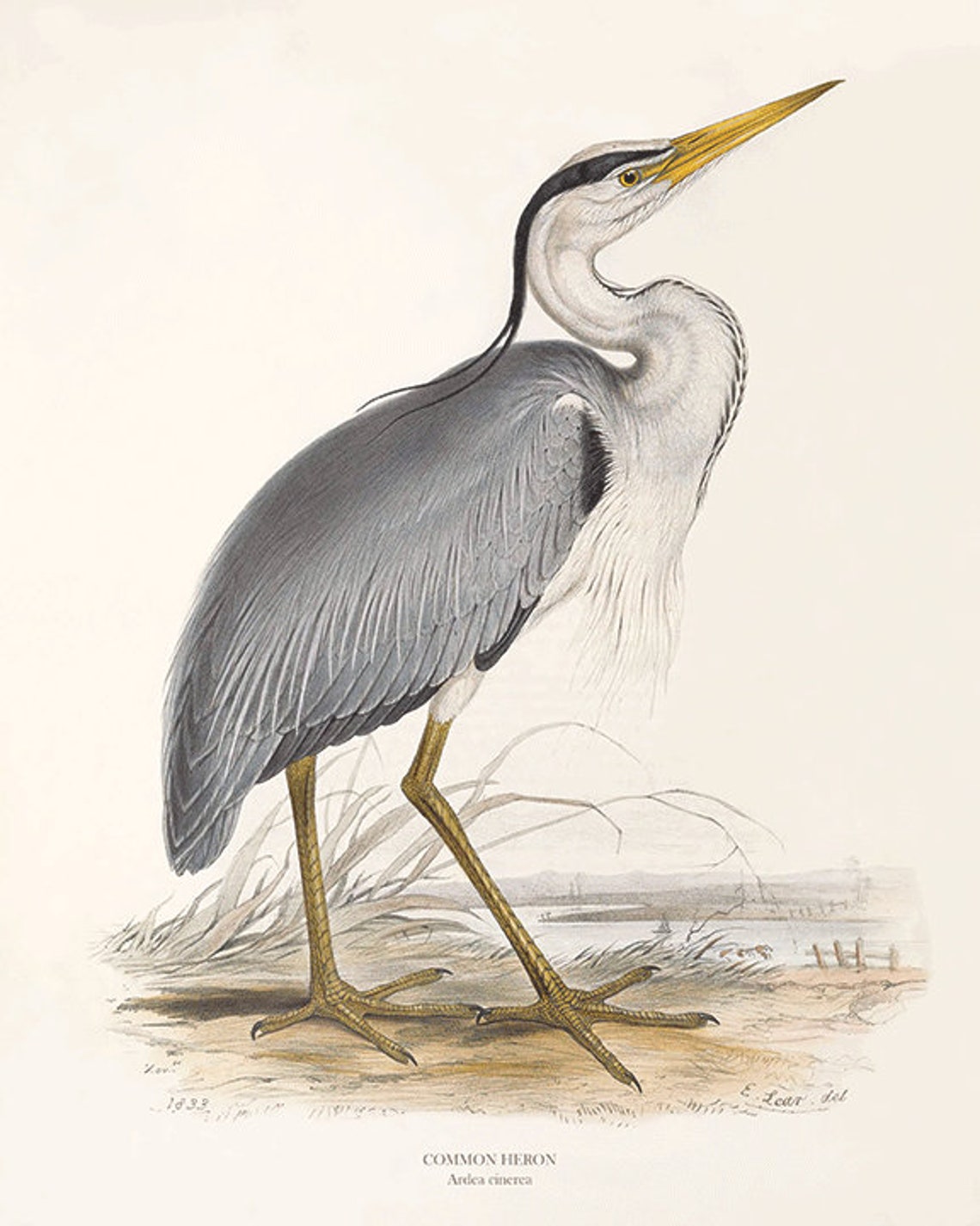 Bird Wall Art Print Bird Art Print Nature Print Art Print - Etsy