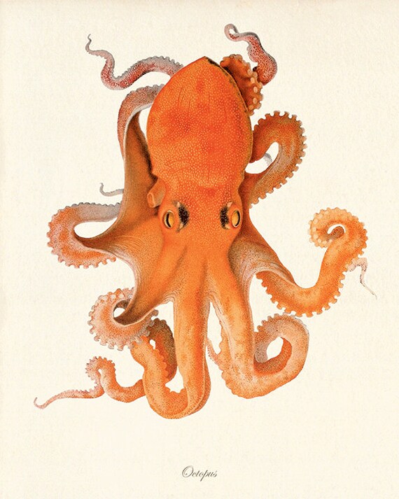 Octopus art Nautical art print set ocean life art Natural | Etsy