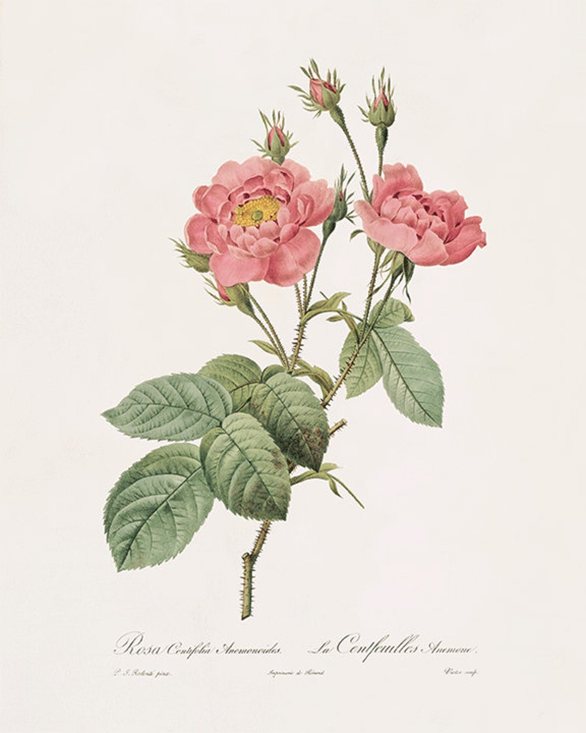 Pink Rose Art Print Vintage Flower Print Cottage Wall Art - Etsy