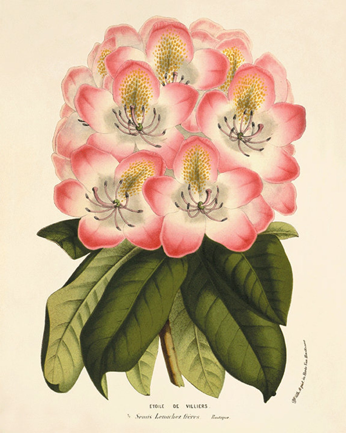 Rhododendron Art Antique Botanical Art Prints Vintage Home | Etsy