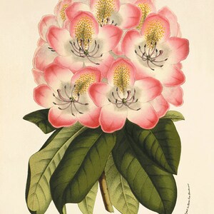 Rhododendron Art Antique Botanical Art Prints Vintage Home Decor Wall ...
