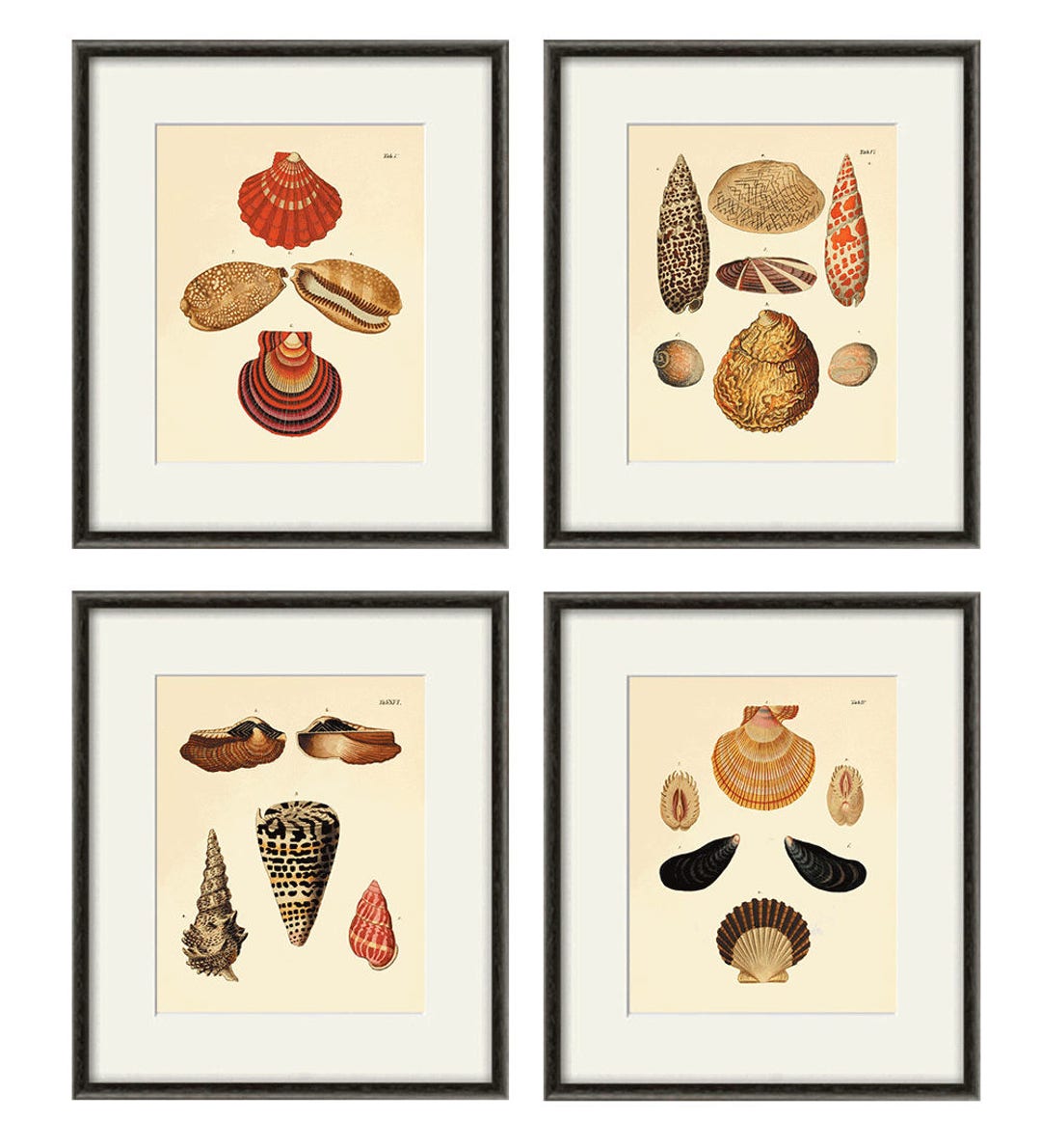 Antique Sea Shell Art Print Sea Beach Art Nautical Print Ocean Print ...