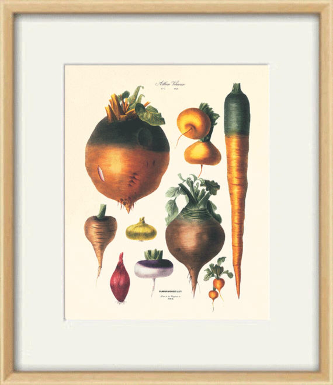 Vegetable Art Print Antique Botanical Print Vegetable Print - Etsy