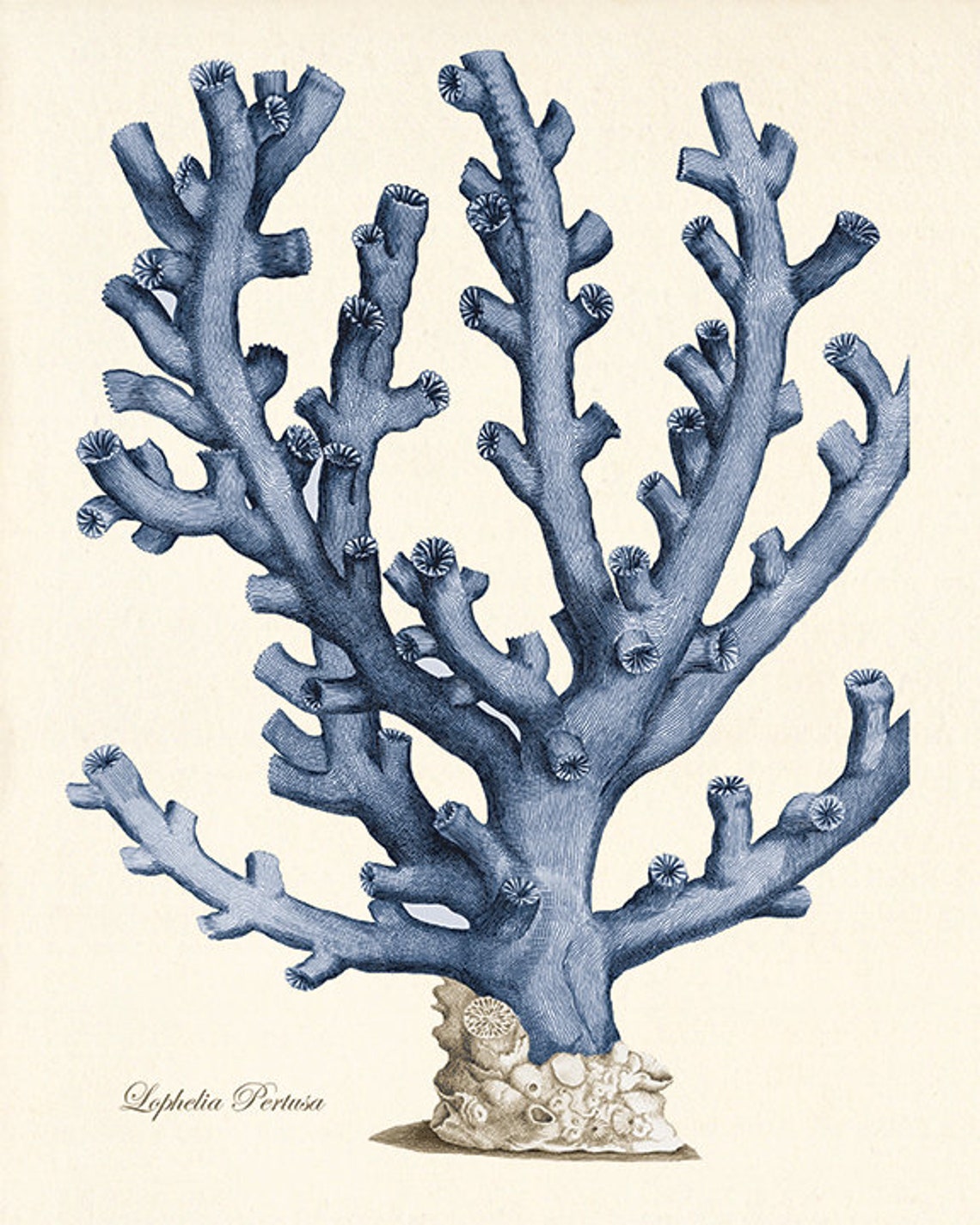 Vintage Sea Coral Print, Natural History Ocean Art - Etsy