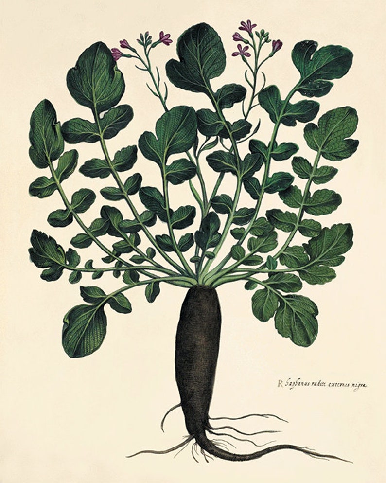Radish Art Kitchen Art Print Antique Botanical Art Prints | Etsy
