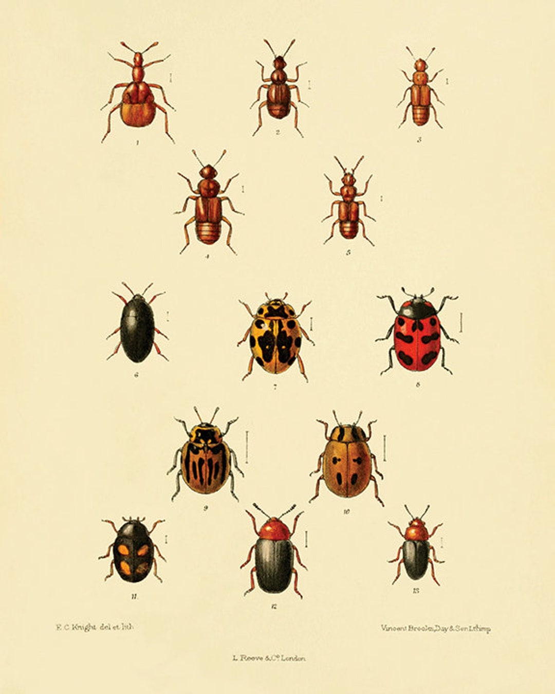Antique Insect Art Print Beetle Art Print Insect Wall Art Vintage ...