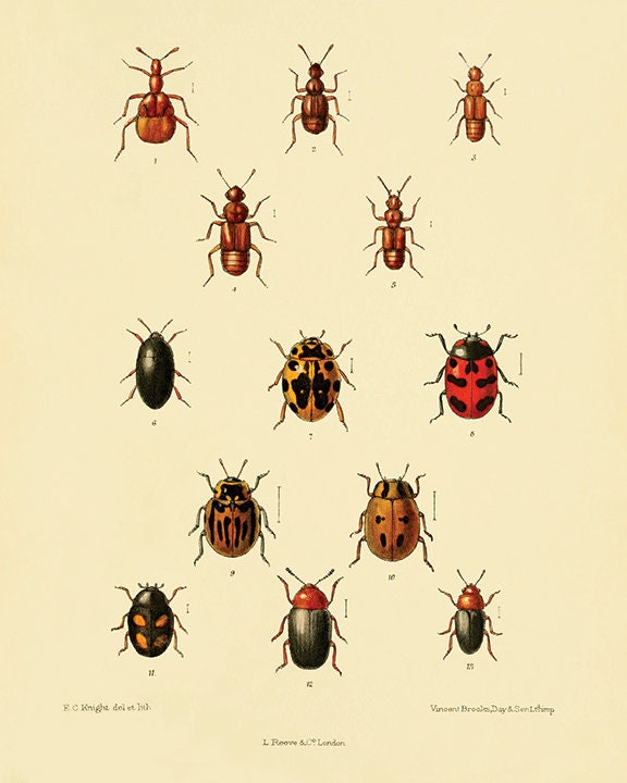 Home Décor Set of 4 beetles print Beetle wall art Insect photography ...