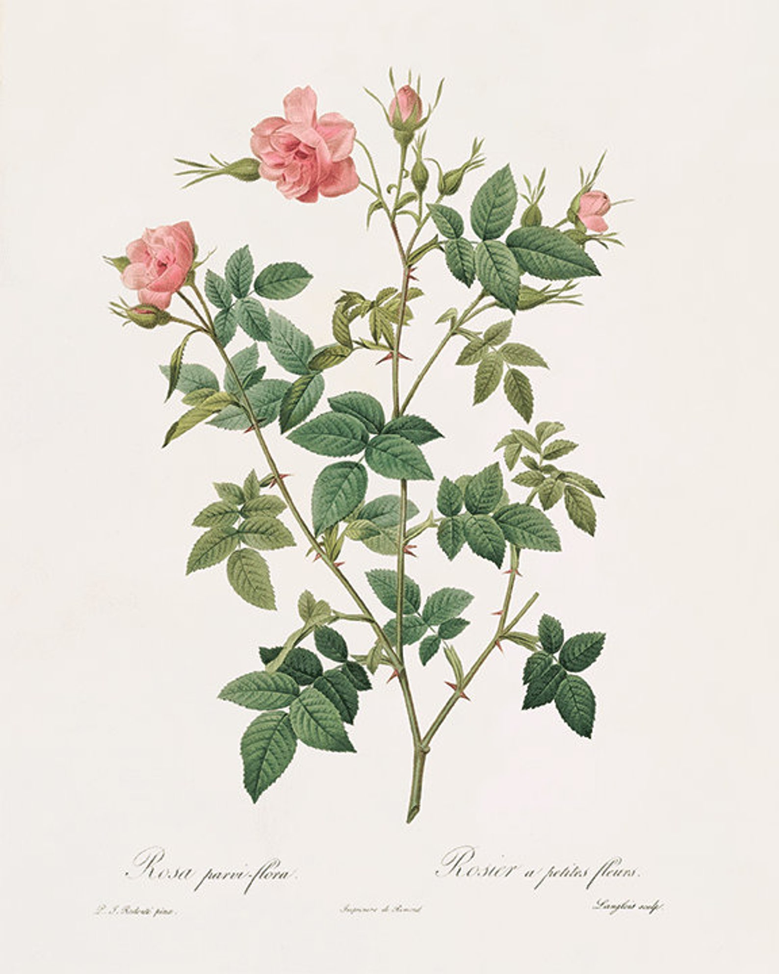 Pink Rose Art Print Vintage Flower Print Cottage Wall Art - Etsy