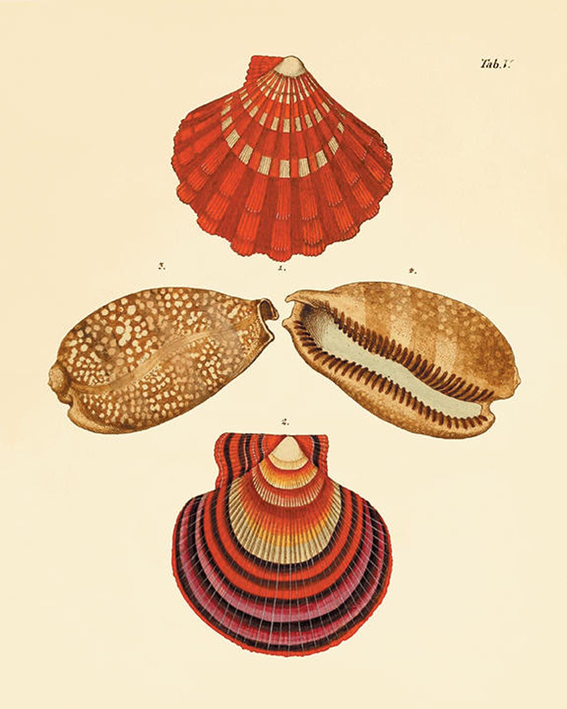 Antique Red Seashell Art Print Vintage Nautical Art Print Sea - Etsy