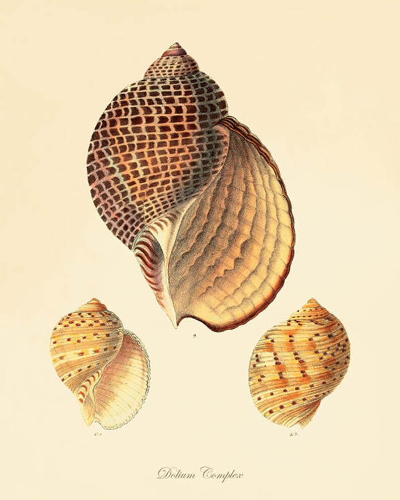 Sea shell art print Beach decor art Sea beach art nautical | Etsy