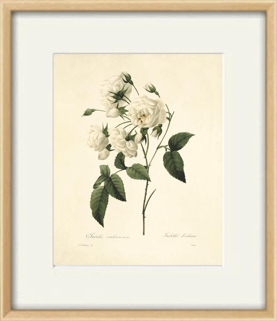 Rose Art Print Poster Antique Prints Botanical Art Prints Home | Etsy