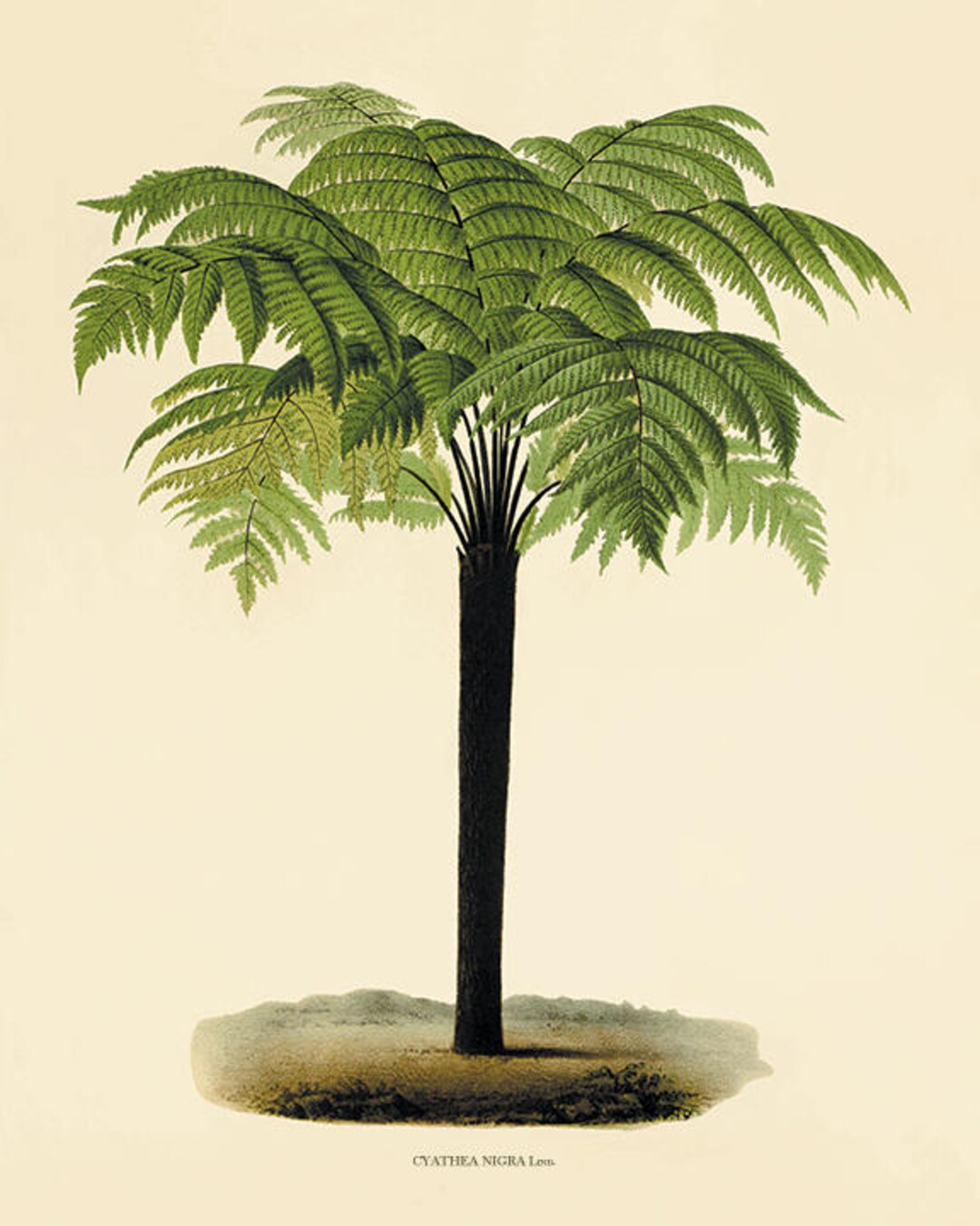 Palm Tree Art Print Antique Botanical Art Prints Home Decor Wall Art ...