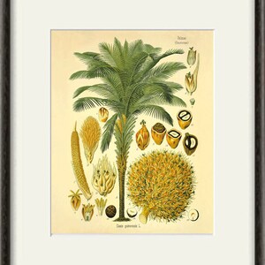Palm Tree Art Print Antique Botanical Art Prints Home Decor Wall Art ...