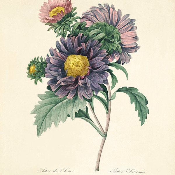 Aster Art - Etsy