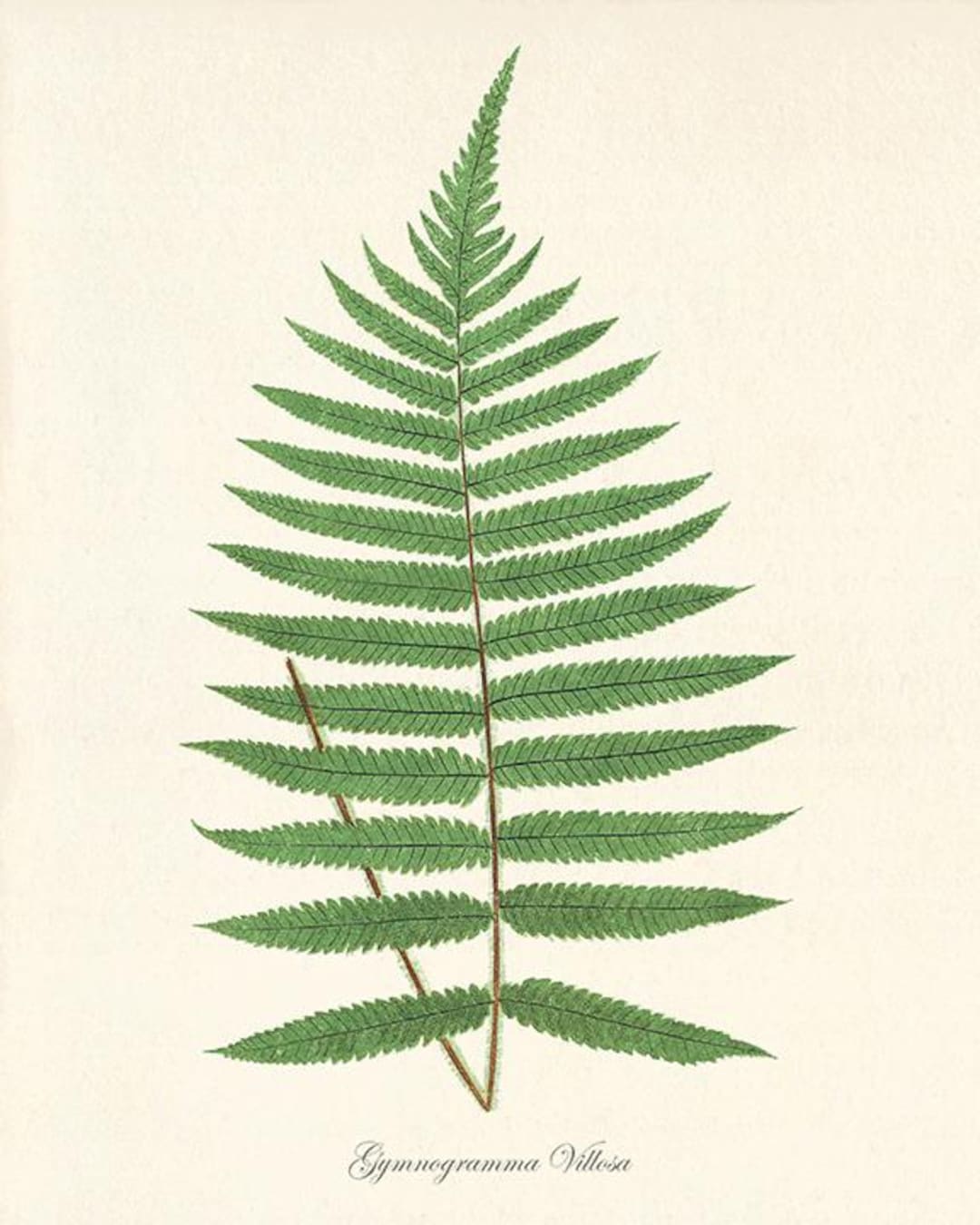 Fern Art Print Antique Botanical Art Prints Home Decor Wall Art ...