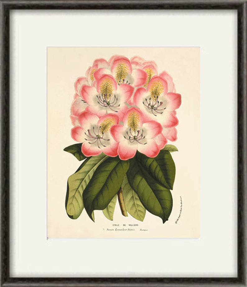 Rhododendron Art Antique Botanical Art Prints Vintage Home - Etsy