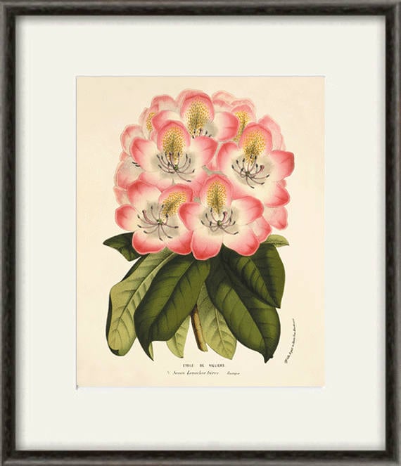 Rhododendron art antique Botanical Art Prints vintage Home | Etsy